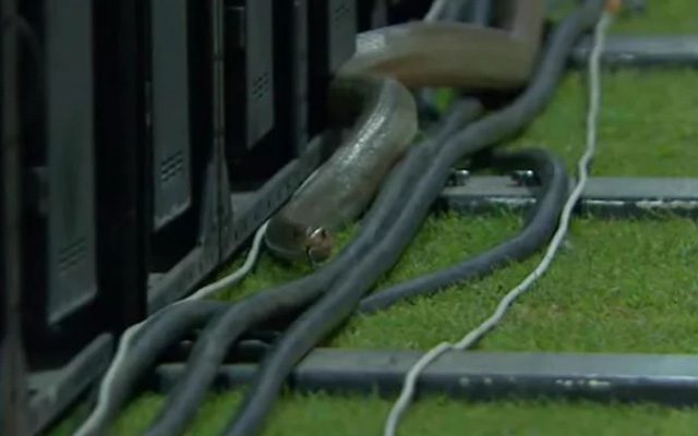 LPL 2023: Snake spotted behind boundary lines during Match 15 between B-Love Kandy and Jaffna ...